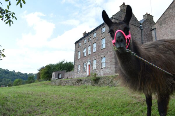 British Llama Society